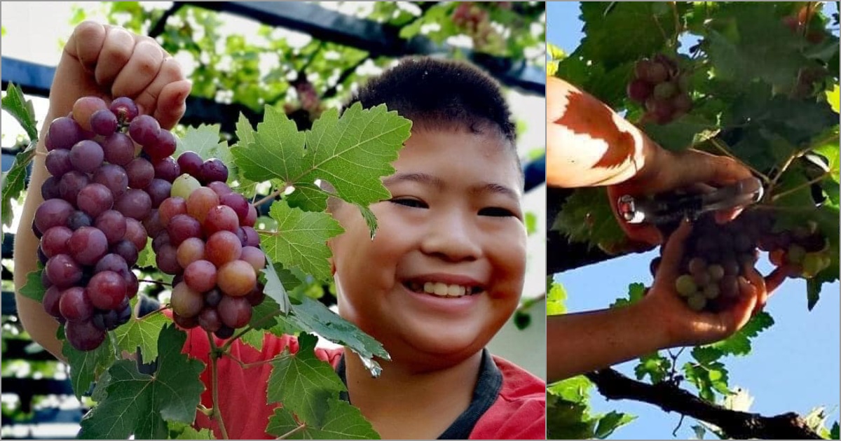 Nasayod Ka Bai? Grapes Grown in Cebu! | Proud Bisaya Bai